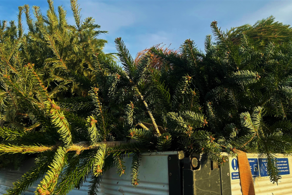 CHRISTMAS TREE COLLECTION APPEAL | Latest News | Atkinson Building ...